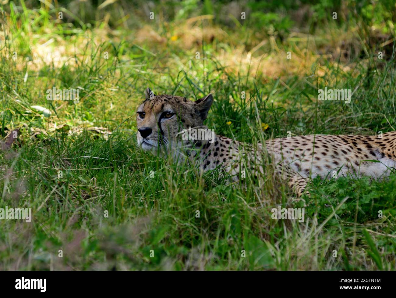 A male Northeast Cheetah at Dartmoor Zoo Park in Devon Stock Photo - Alamy