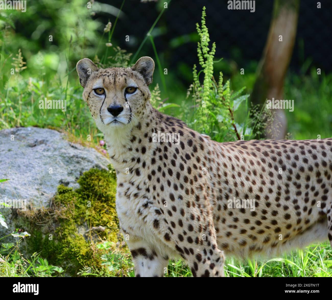 A male Northeast Cheetah at Dartmoor Zoo Park in Devon Stock Photo - Alamy