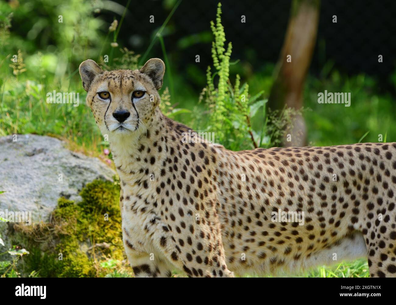 A male Northeast Cheetah at Dartmoor Zoo Park in Devon Stock Photo - Alamy