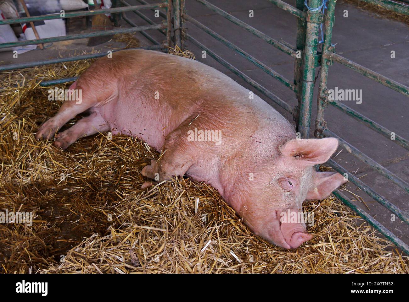 Large pig laying on hay in mud inside agricultural farm Stock Photo - Alamy