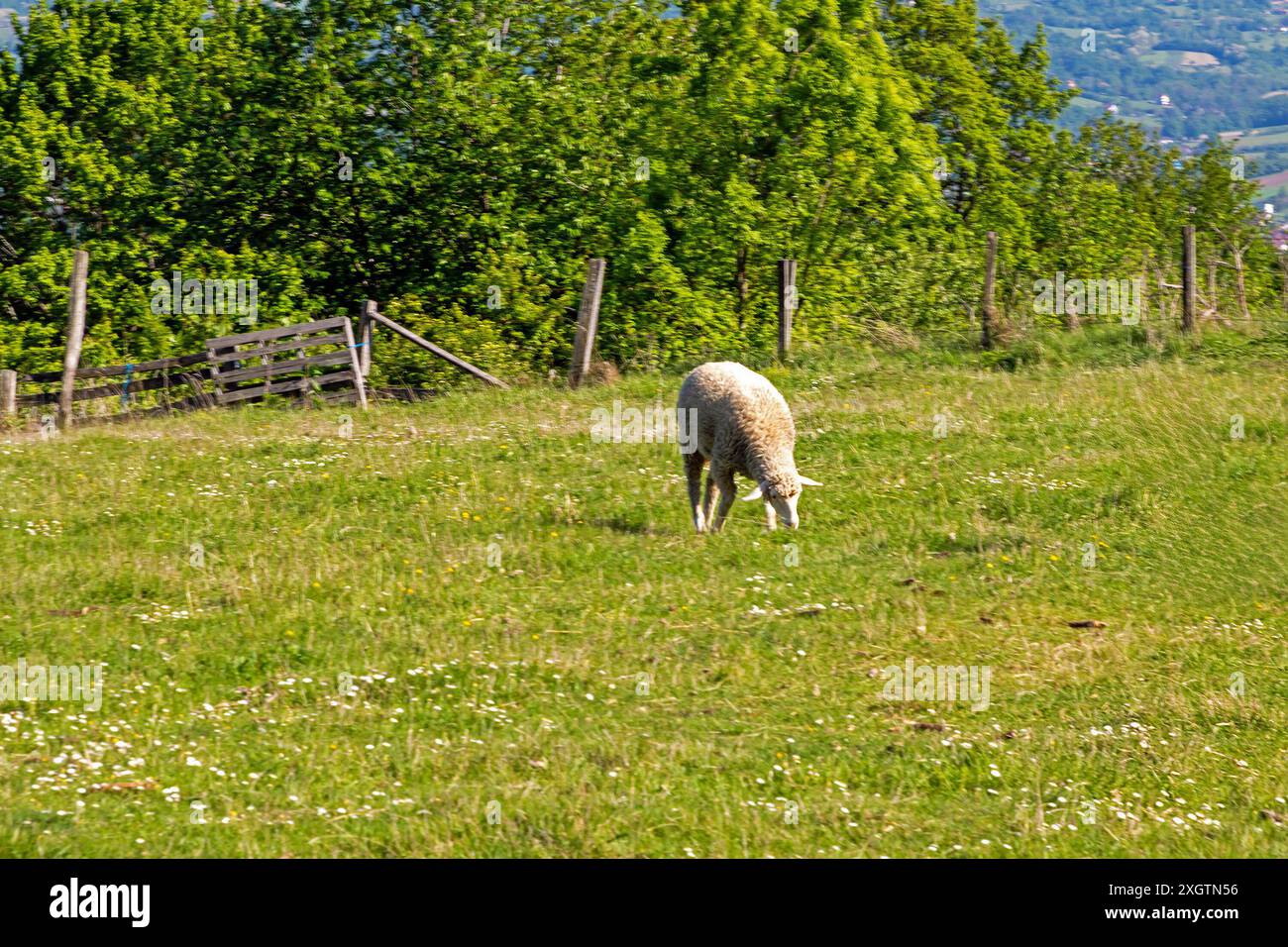 Sheep alone in the middle of green grass field Stock Photo - Alamy