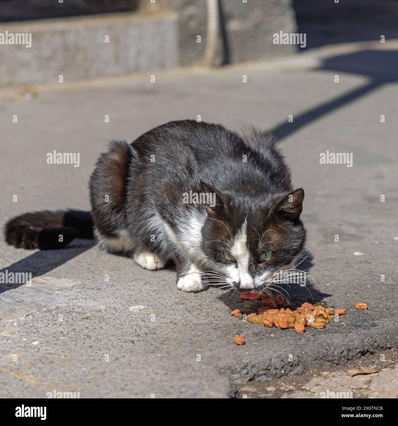 Stray cat eating wet hi-res stock photography and images - Alamy