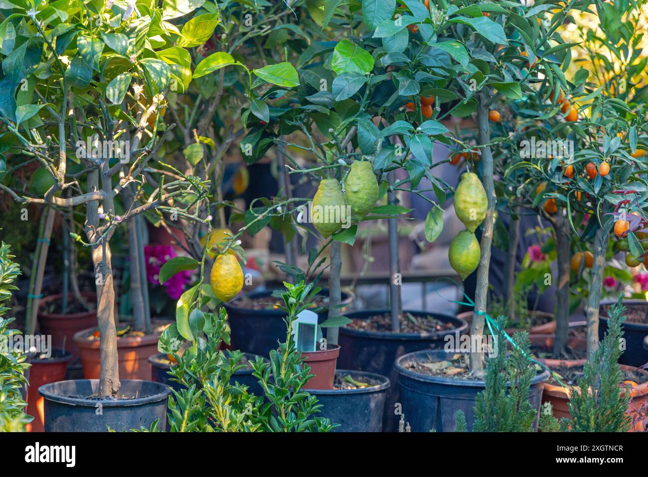 Lemon Tree Citrus Plants in Big Pots at Garden Centre Stock Photo - Alamy