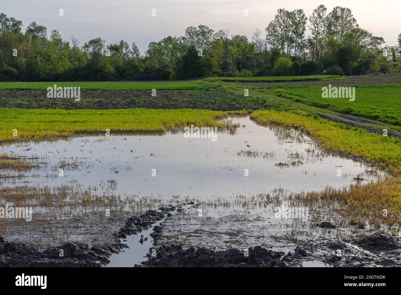 Agriculture Field Crops Floods After To Much Rain Water Environment ...