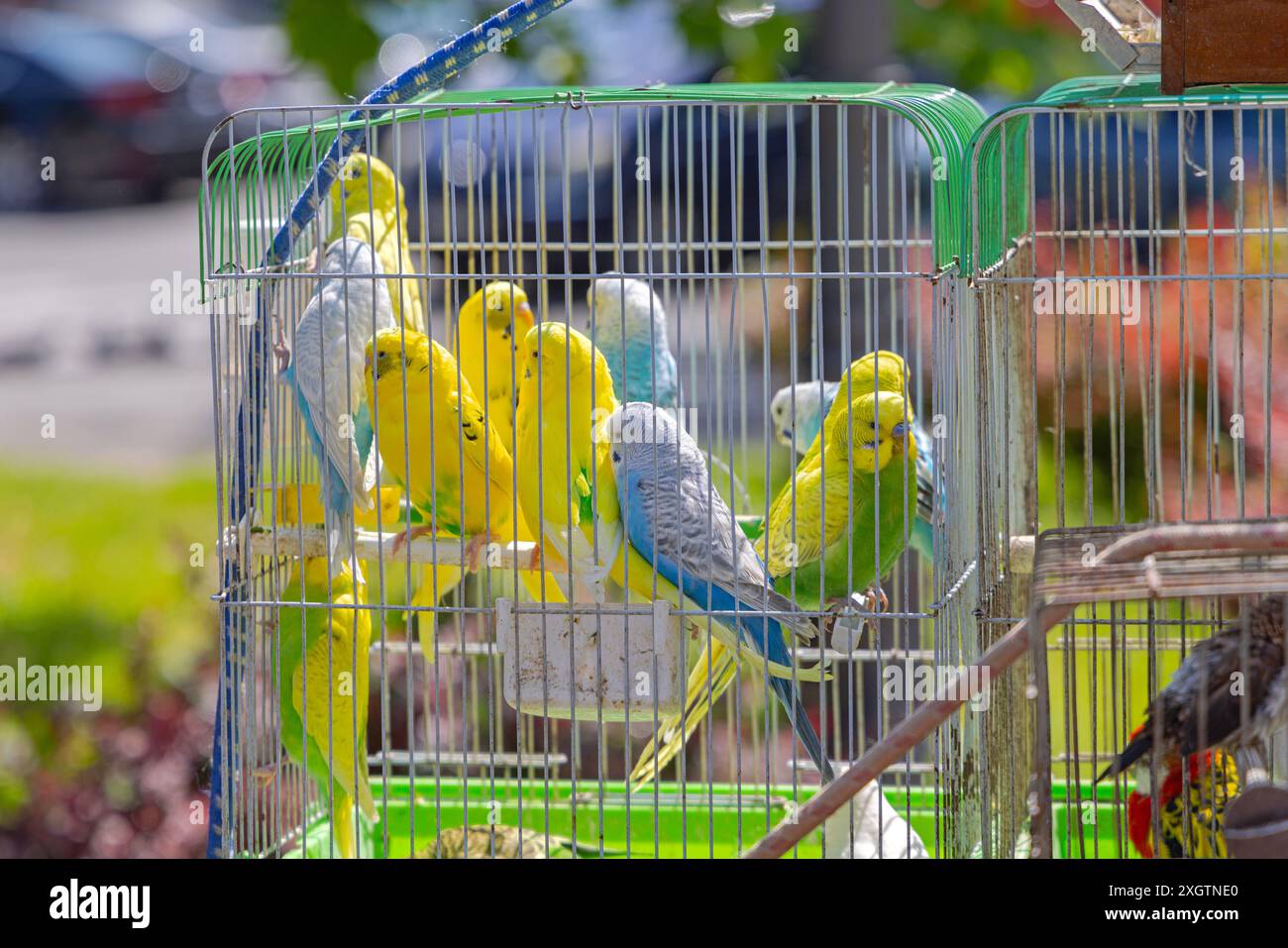 Many colour parrots birds hi-res stock photography and images - Alamy