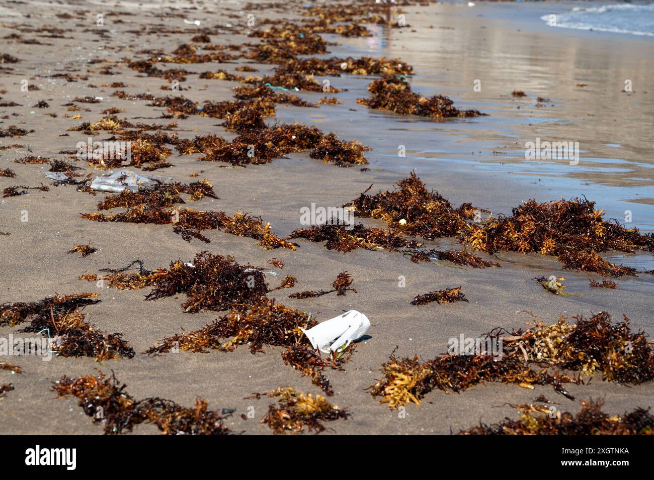 A beach covered in seaweed and trash. The beach is littered with ...