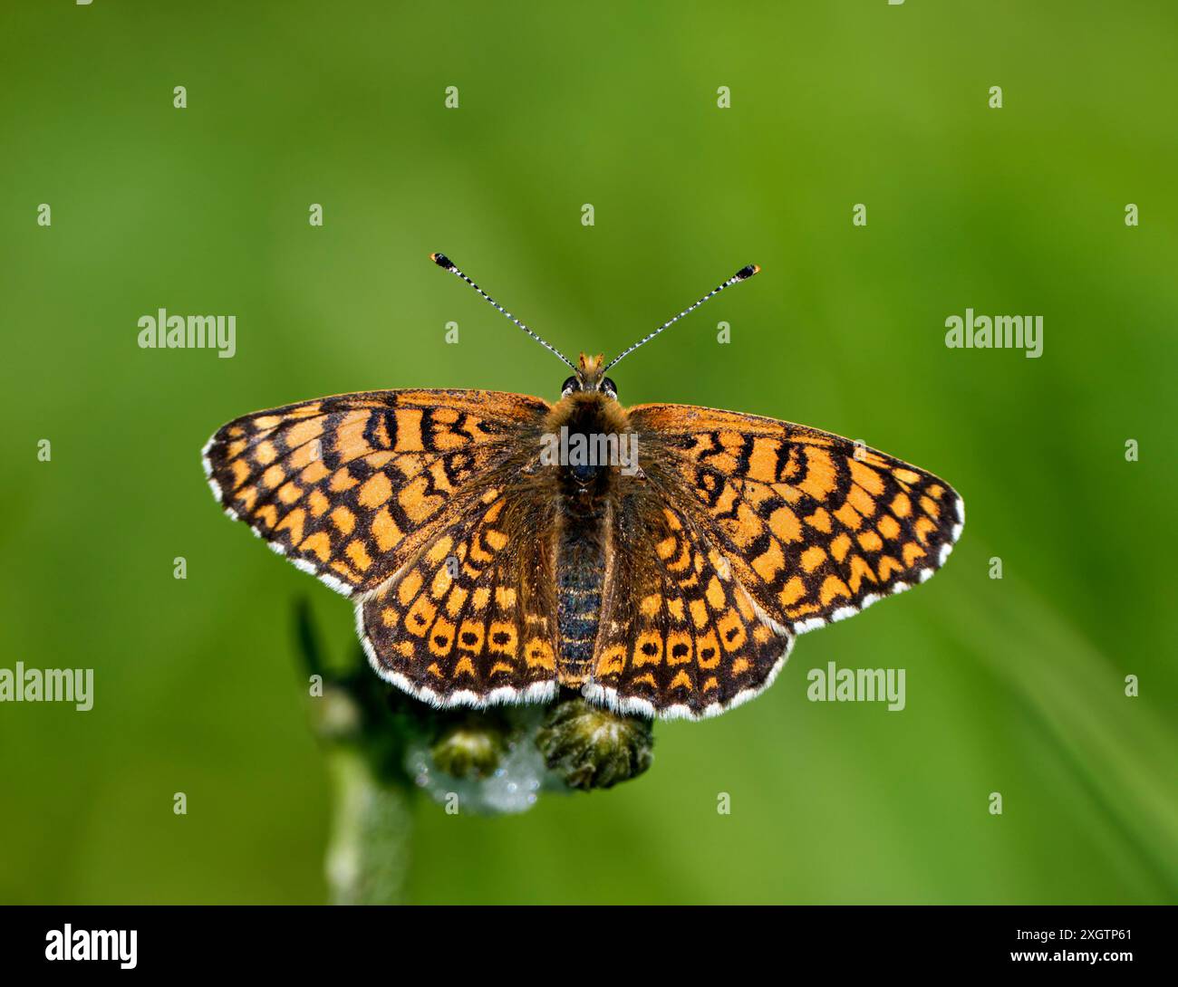 Glanville Fritillary. Hutchinson's Bank Nature Reserve, New Addington ...
