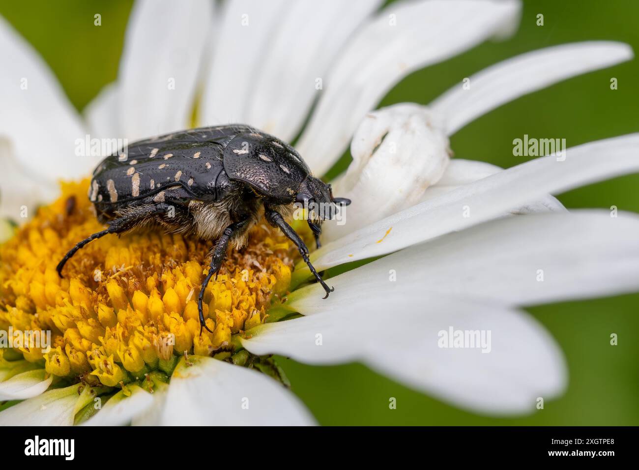 White spotted rose beetle - Oxythyrea funesta, beautiful black and ...