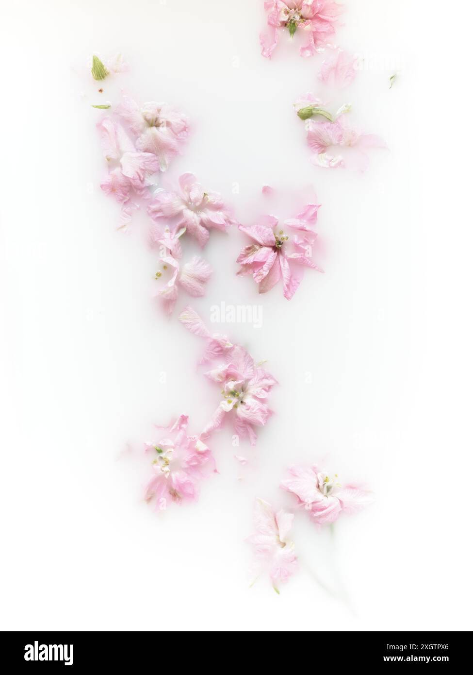 Soft pink flowers scattered across a pure white background, creating a ...