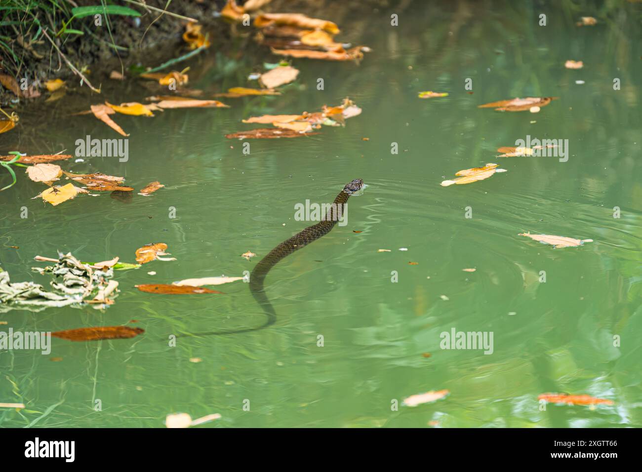 Black snake marsh hi-res stock photography and images - Alamy