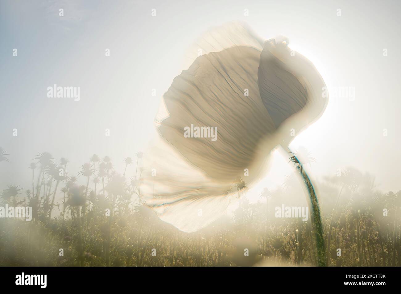 A dreamlike scene featuring a delicate white poppy, backlit by gentle ...