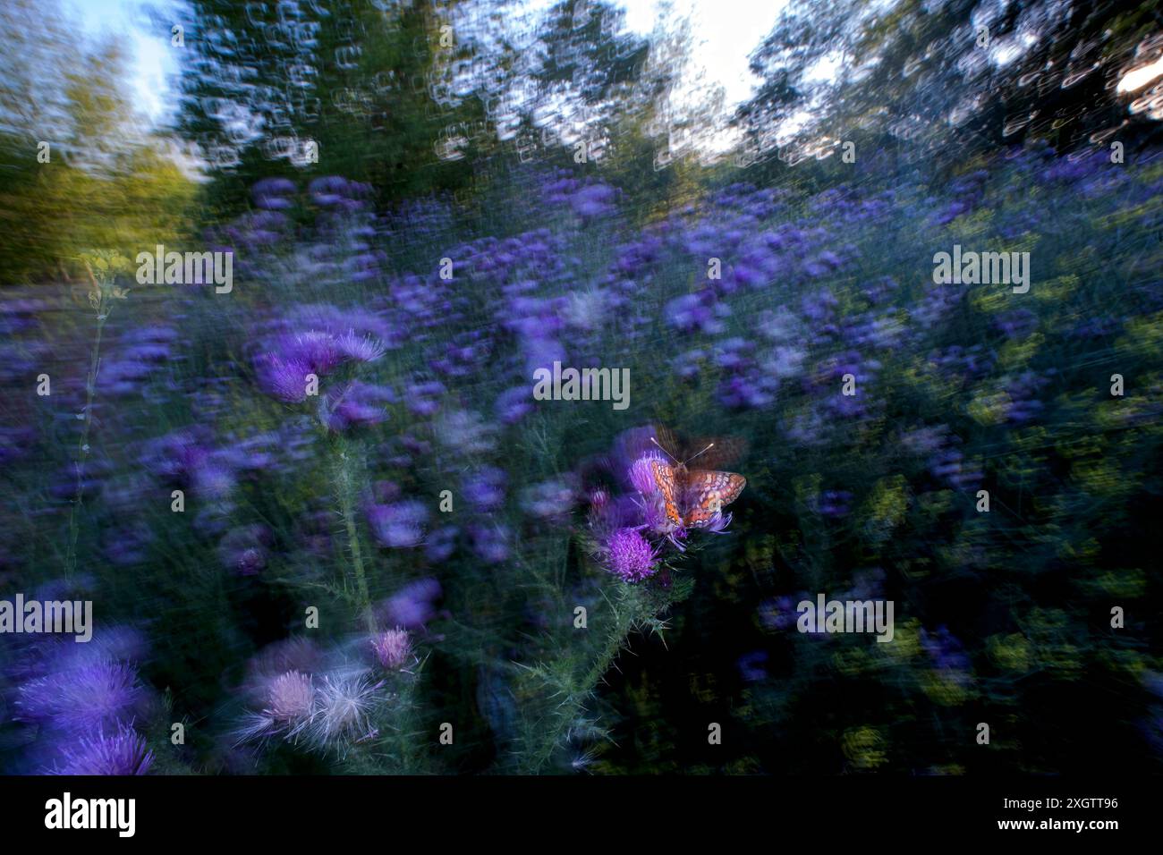 A fine art portrayal of a butterfly perched delicately on a purple ...