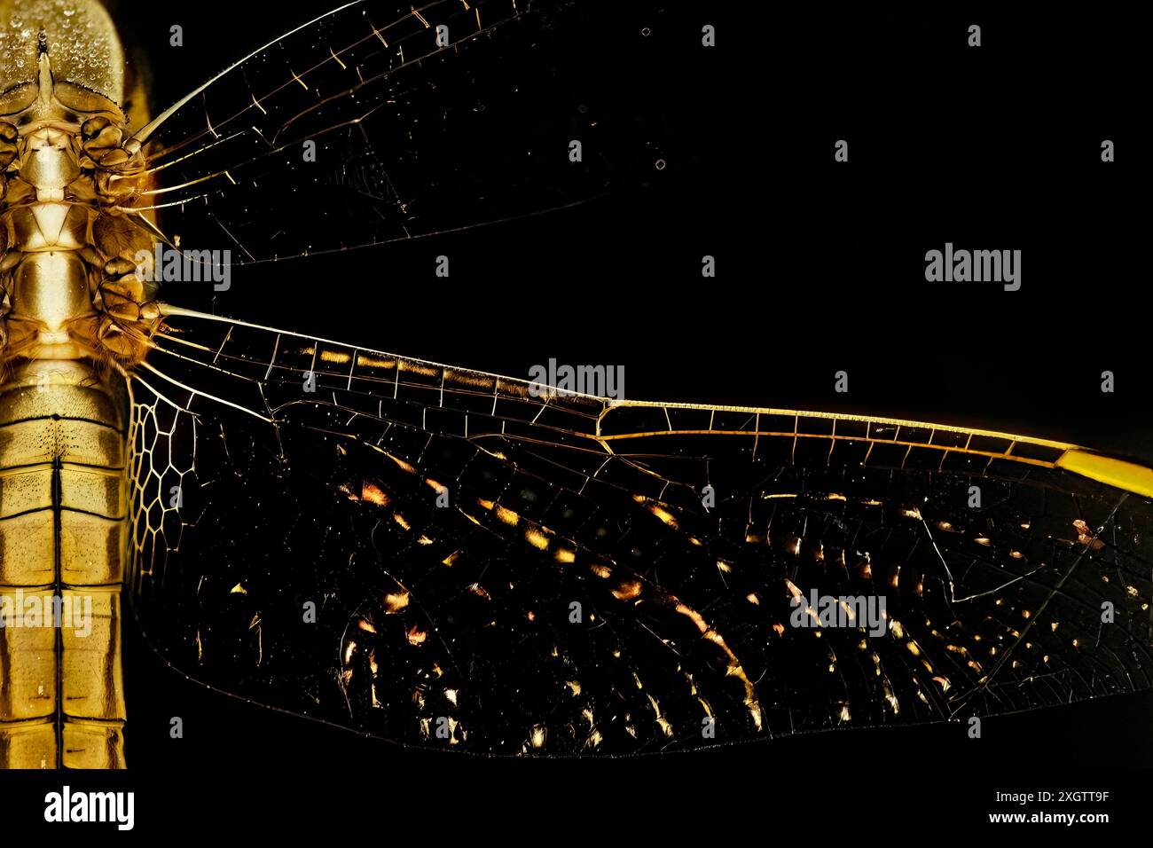 A detailed macro photograph captures the intricate pattern and glossy ...