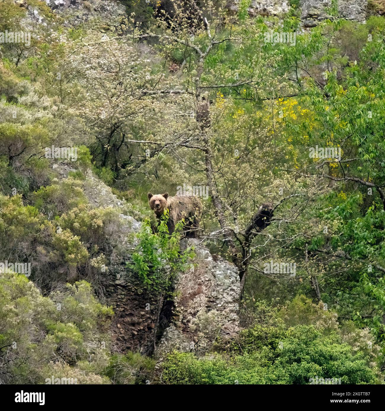 Cantabrian brown bear habitat hi-res stock photography and images - Alamy