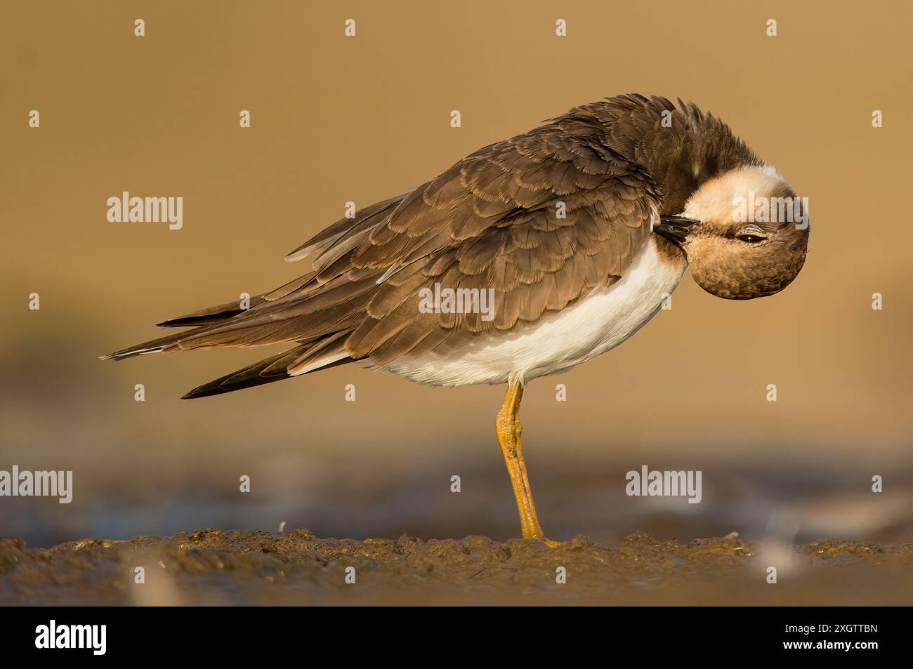 A Common sandpiper, Actitis hypoleucos, delicately preens its feathers ...