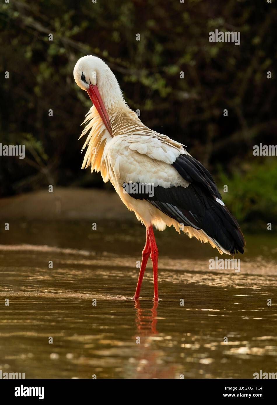 Meticulously identified hi-res stock photography and images - Alamy