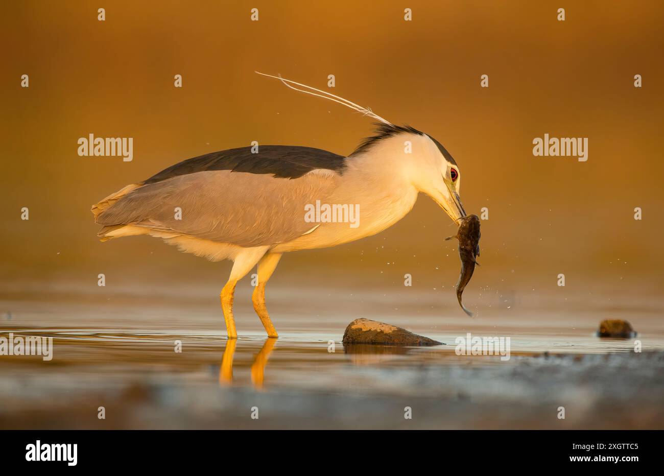 A night heron skillfully catches a catfish in shallow waters ...