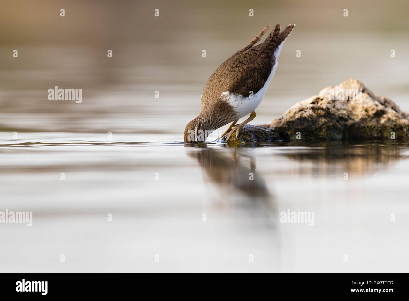 A detailed shot of a Common sandpiper (Actitis hypoleucos) dipping its ...