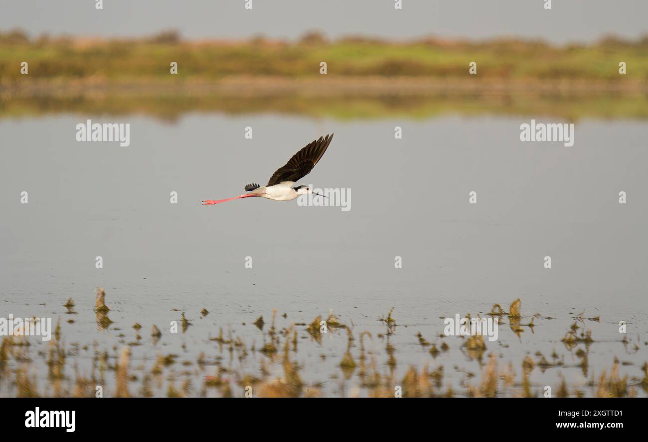A graceful Black-winged stilt flies low over a serene wetland, its long ...