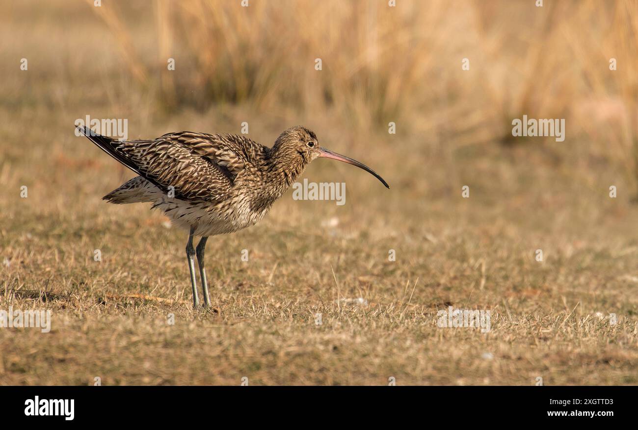 An evocative image capturing a Curlew standing gracefully amid a grass ...