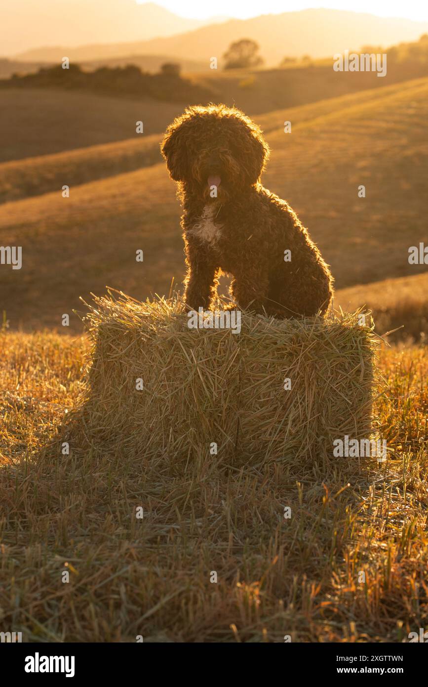 Fur bale hi-res stock photography and images - Alamy