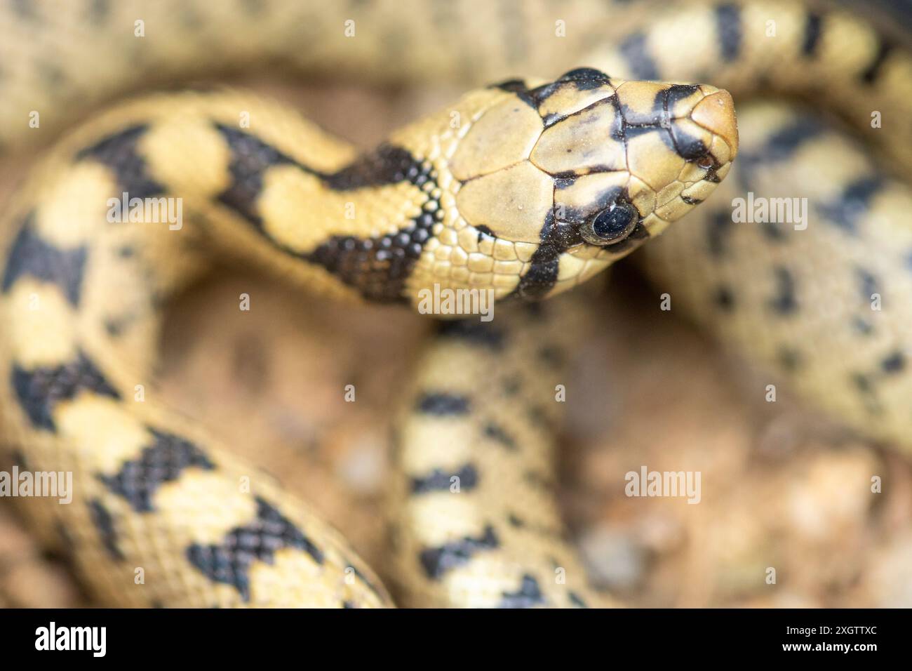 Detailed photograph showing close hi-res stock photography and images ...