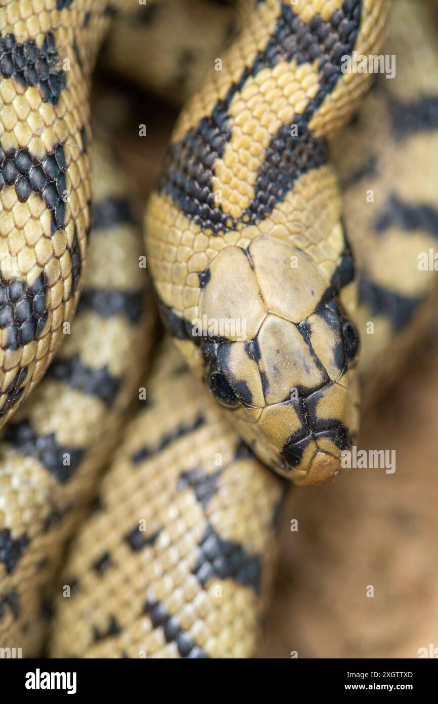An intimate close-up of a coiled Ladder snake, Zamenis scalaris ...