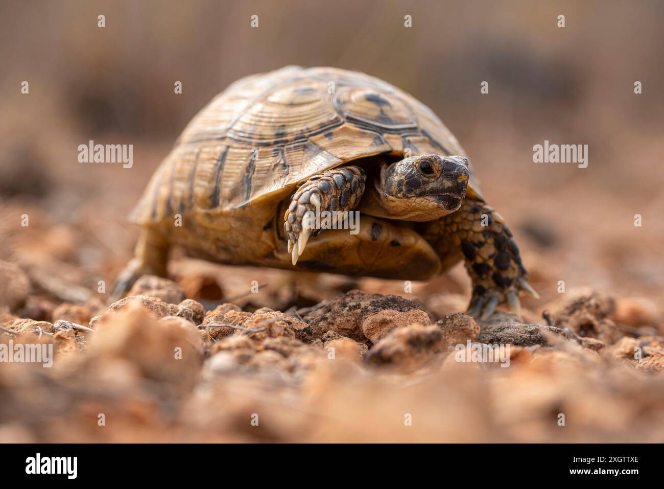 A detailed close-up image of Testudo graeca, also known as the spur ...
