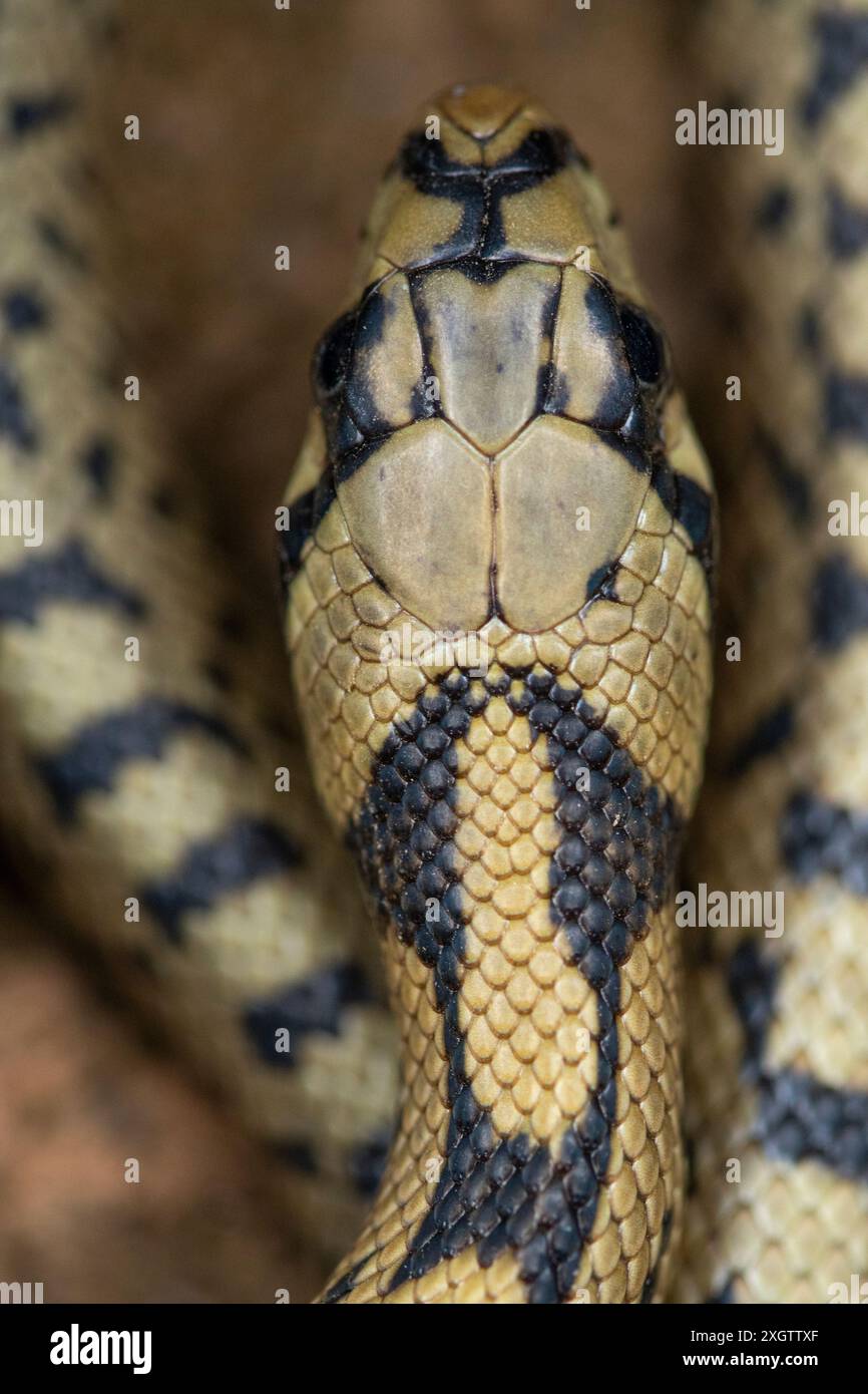 Detailed macro image showing the unique scale pattern and head of a ...