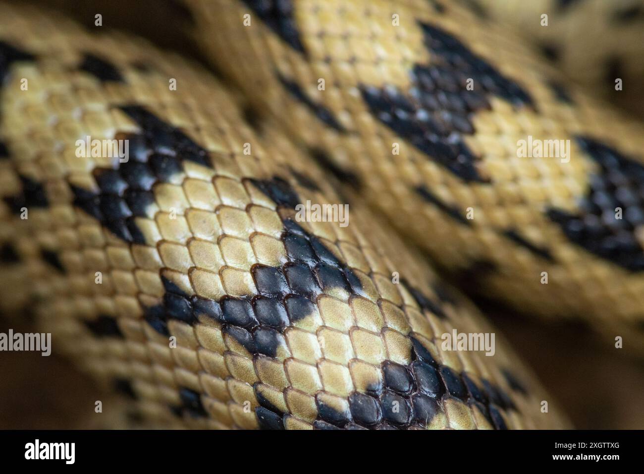 Showcases unique coloration hi-res stock photography and images - Alamy