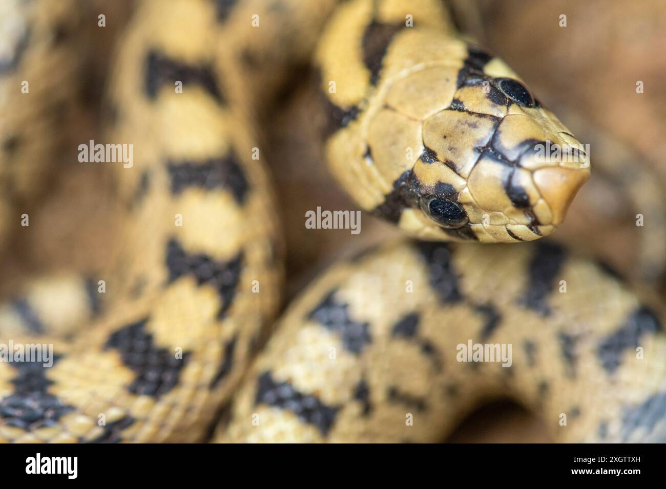 Detailed macro shot of Zamenis scalaris, commonly known as the ladder ...