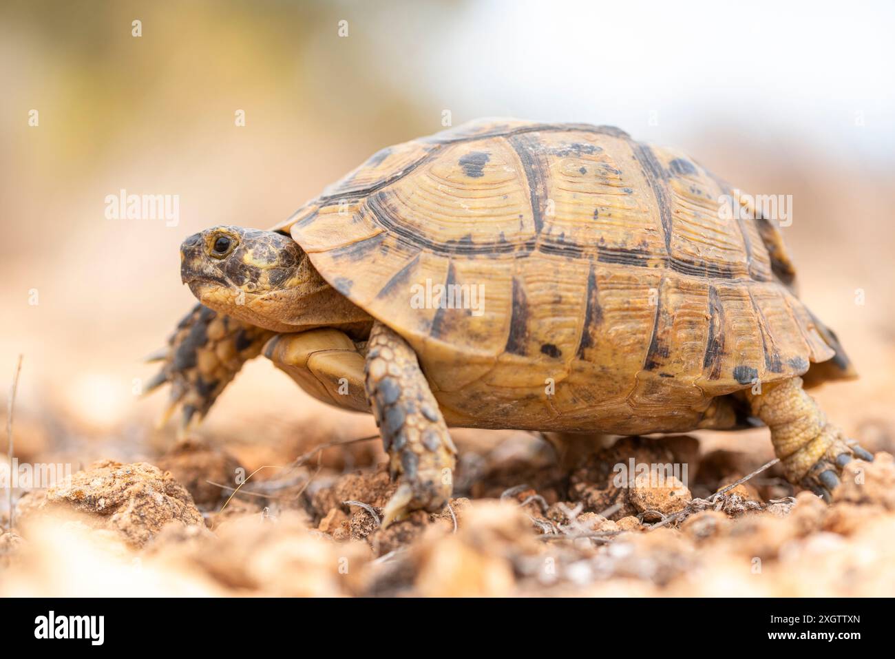 Tortuga mora hi-res stock photography and images - Alamy