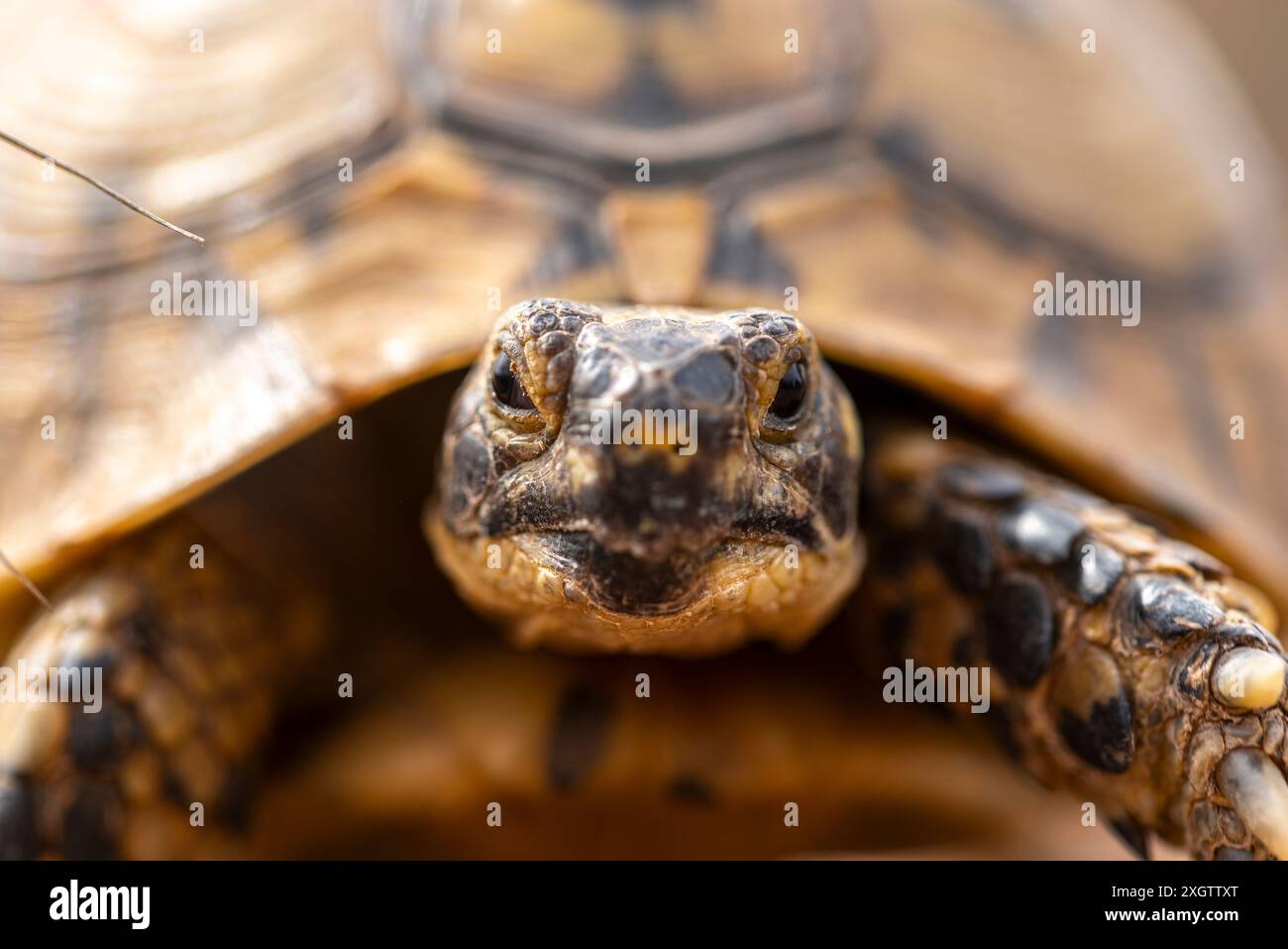 Sharp reptile scales close up texture hi-res stock photography and ...