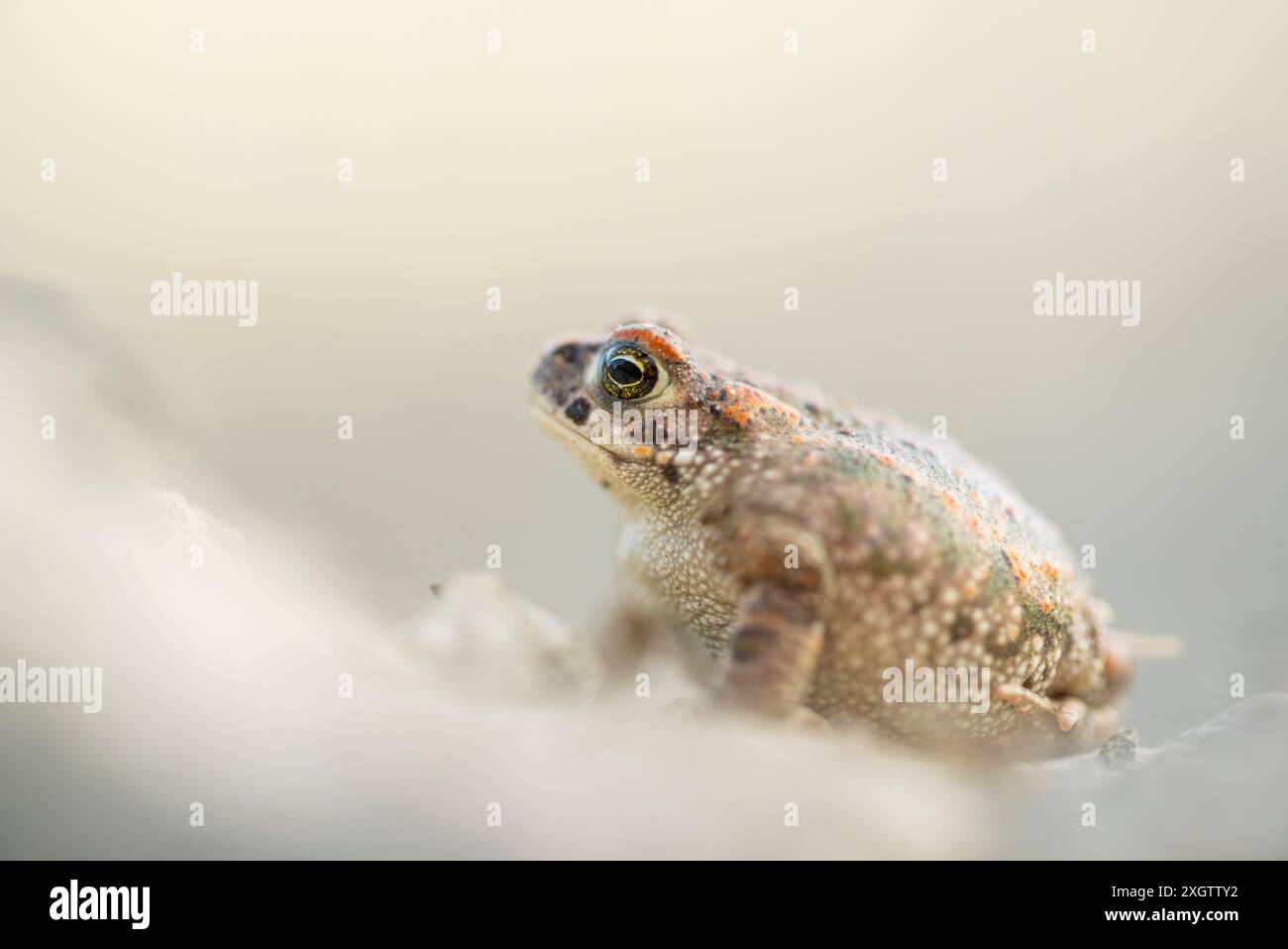 This image captures a detailed close-up of a Natterjack toad, also ...