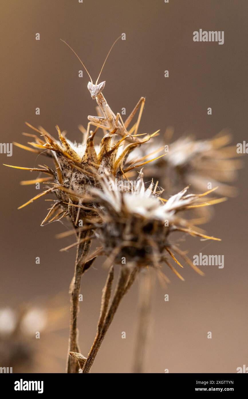 Macro photography captures a praying mantis expertly camouflaged among ...