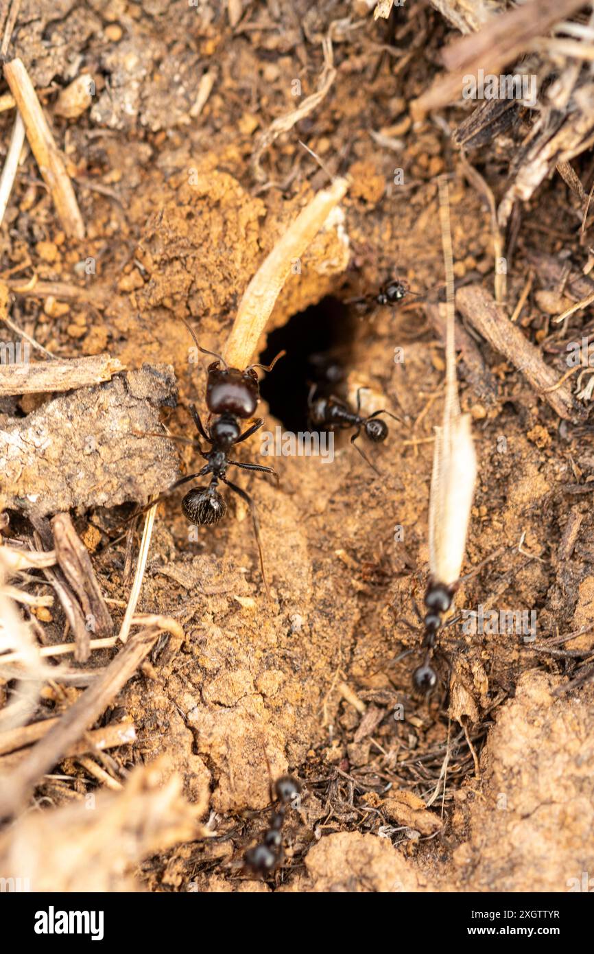 Underground animal burrow ant hi-res stock photography and images - Alamy