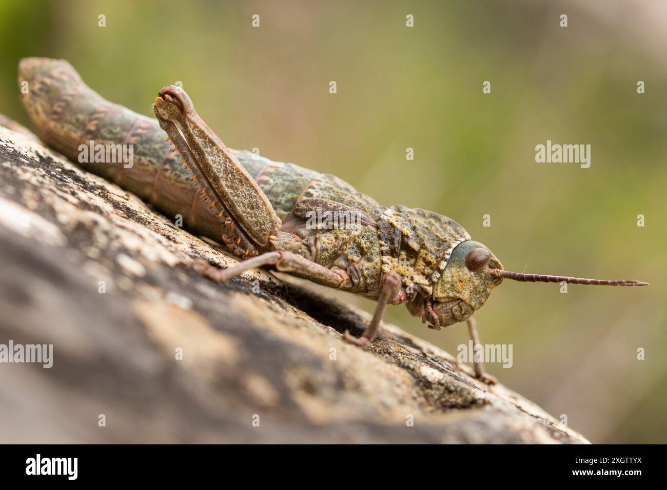 A close-up photograph captures a grasshopper resting on a textured ...