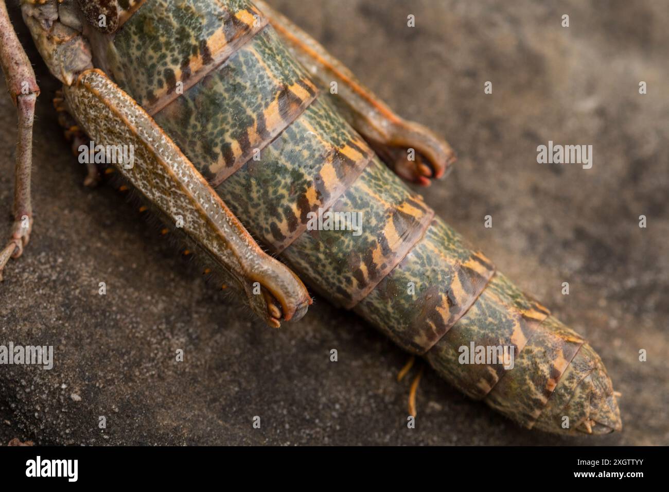 High-resolution macro photograph capturing the unique textured body and ...