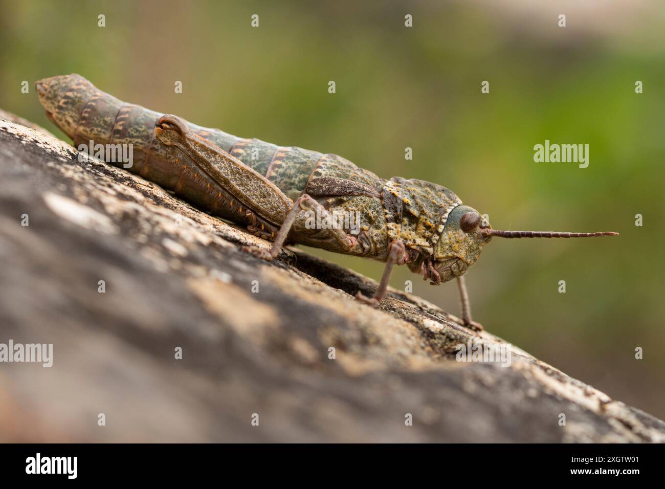 A detailed photo capturing a grasshopper as it rests on a textured ...