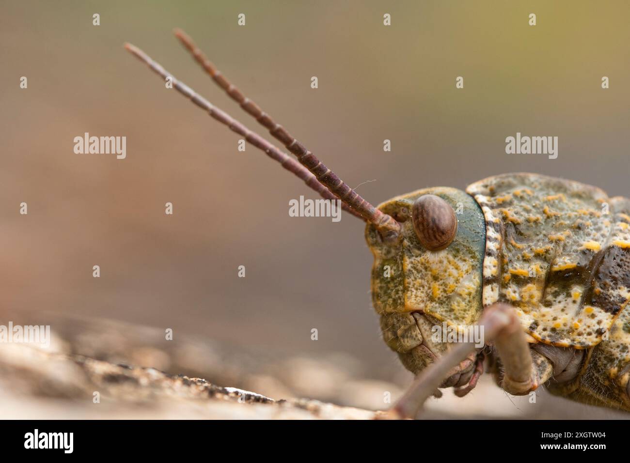 This detailed macro image captures the intricate textures and patterns ...