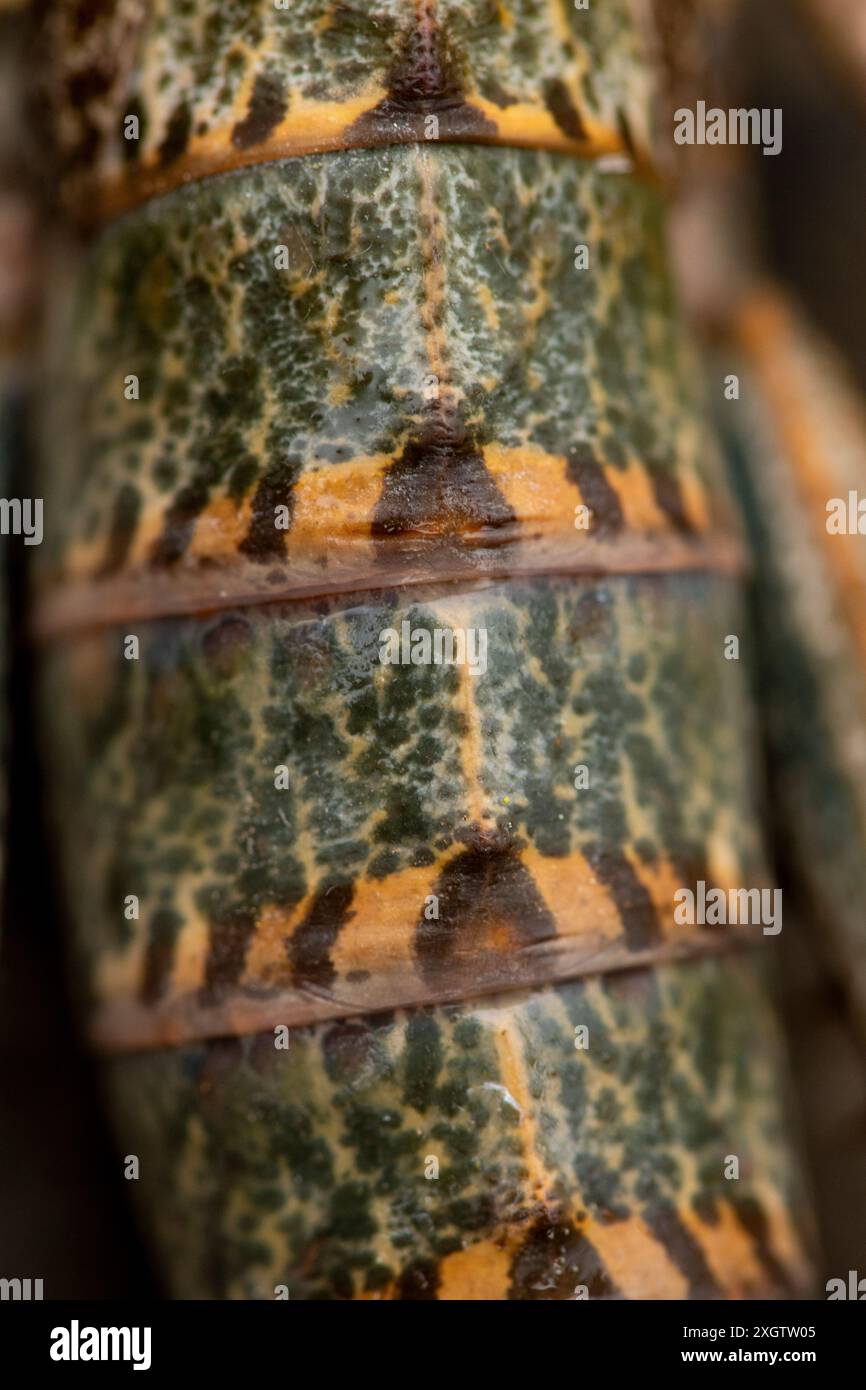 This image captures the intricately patterned body of a grasshopper ...