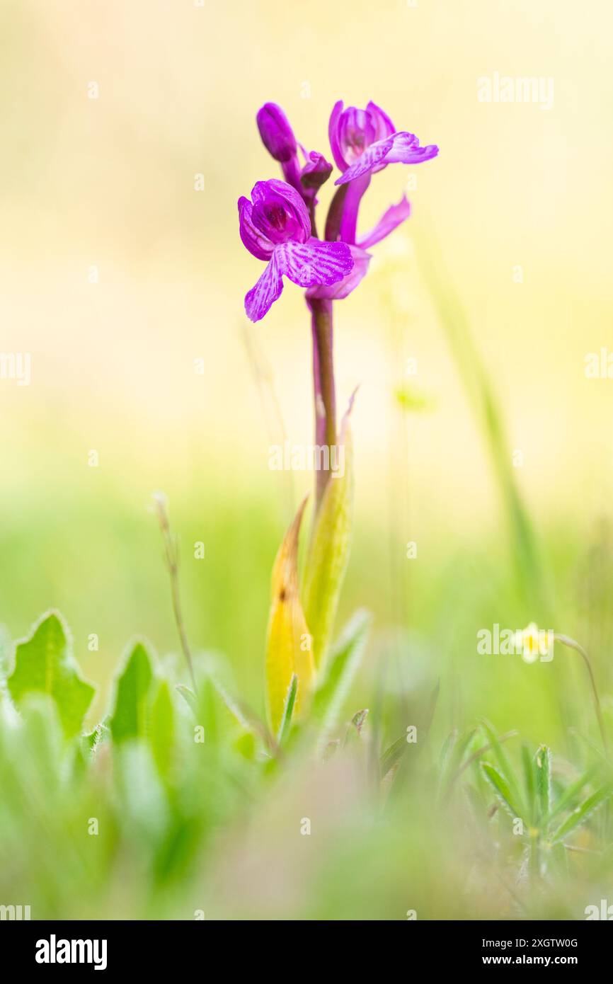 Close-up of a vibrant AOrchis papilionacea orchid against a blurred ...