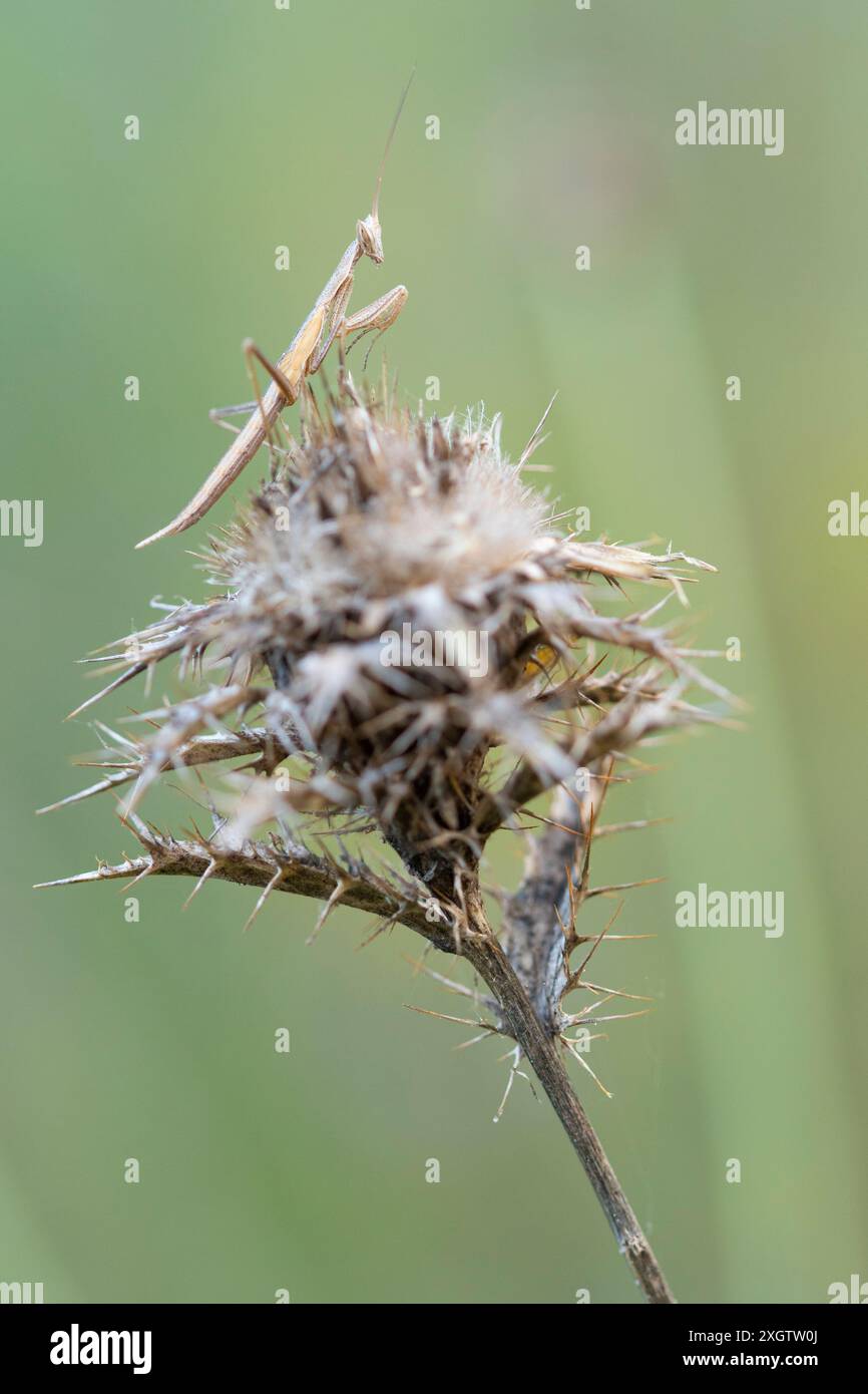 A slender mantis gracefully balances atop a dried, spiky plant ...
