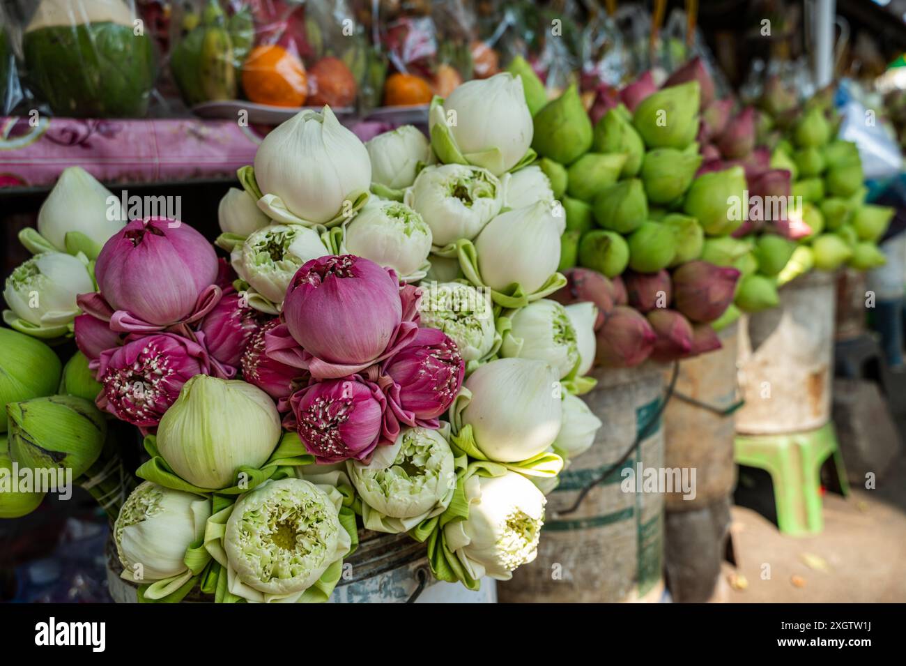 Vibrant display of lotus flowers with pink and white blossoms arranged ...