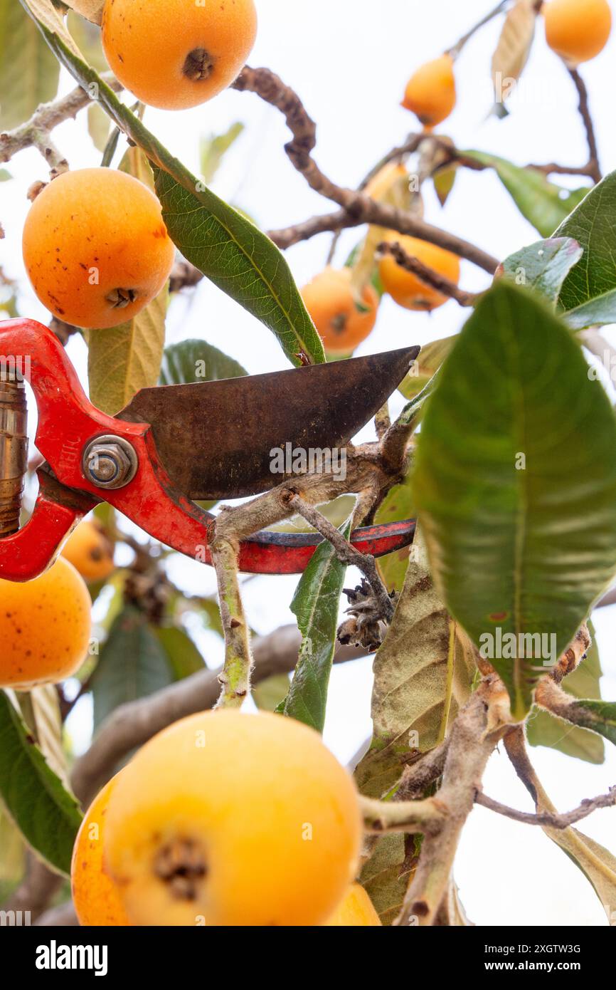 A close-up shot of red pruning shears cutting ripe, orange fruit from a ...