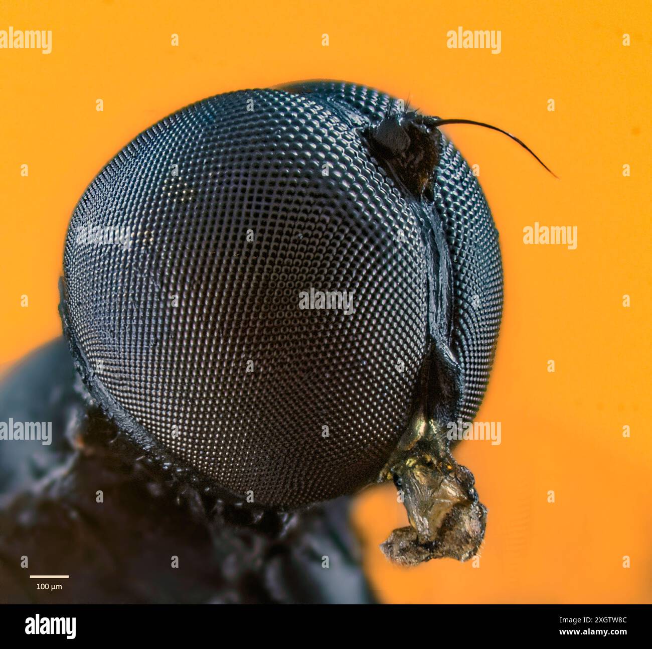 The head with large eyes of big-headed fly, family Pipunculidae ...