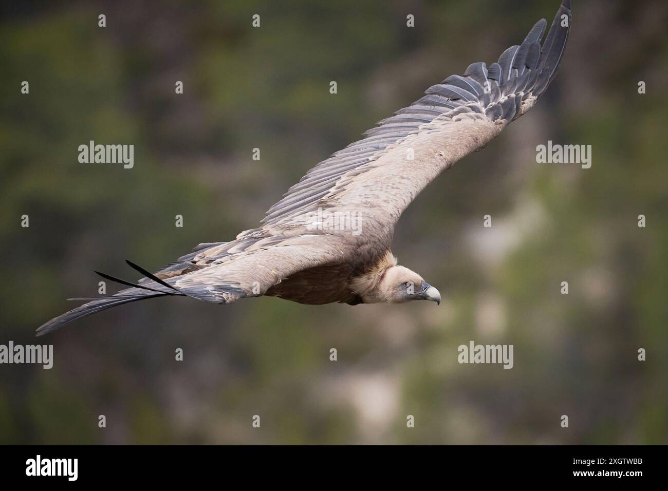 Fully spread wings hi-res stock photography and images - Alamy