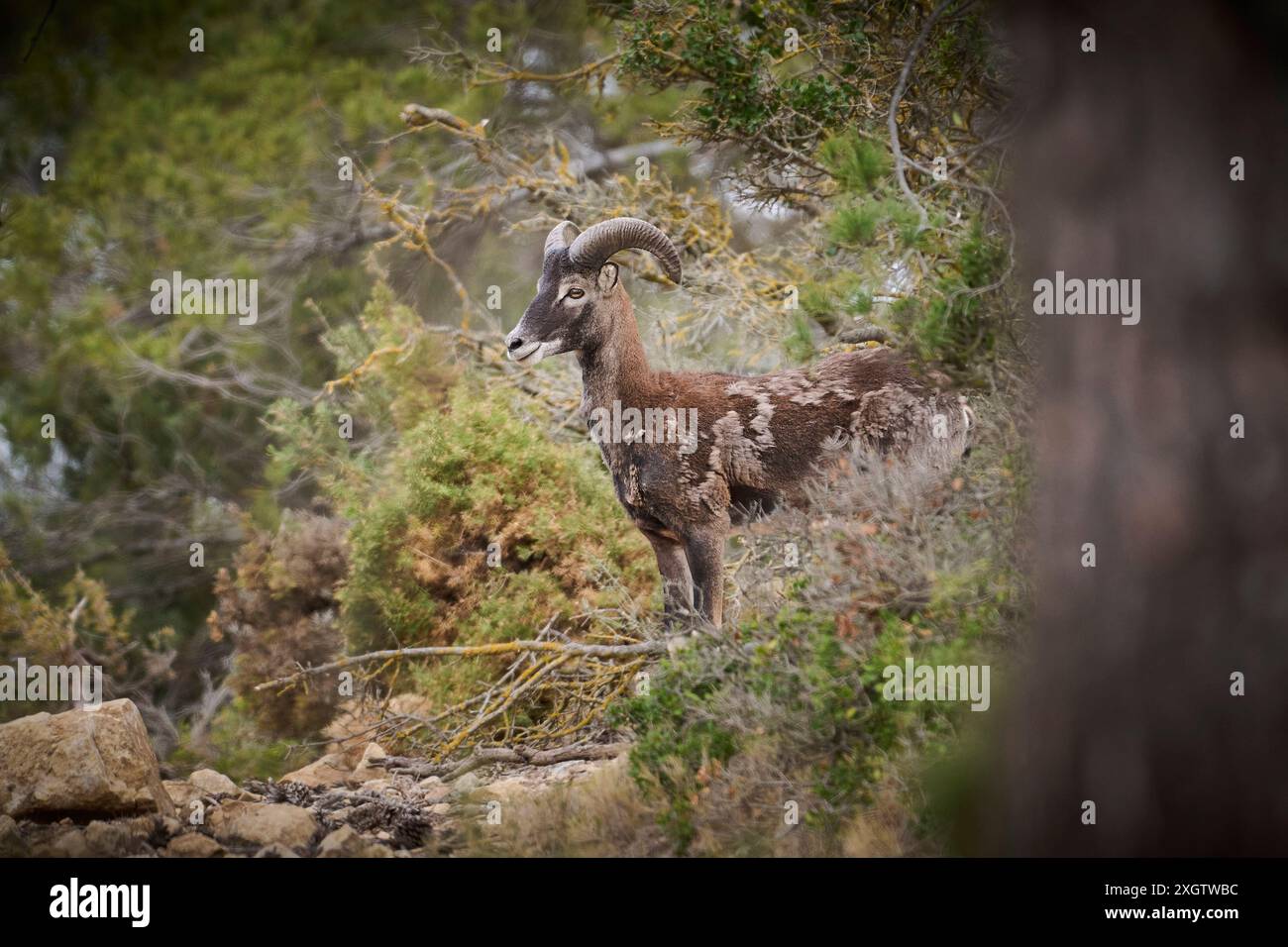 A European mouflon ram, characterized by its dark, patchy fur and ...