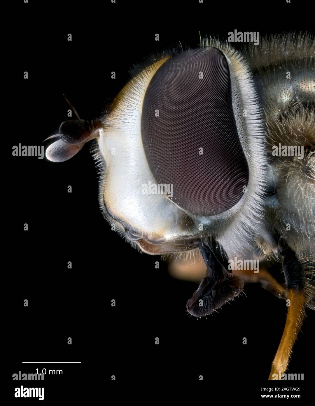 The head of lapland syrphid fly (Lapposyrphus lapponicus). South ...