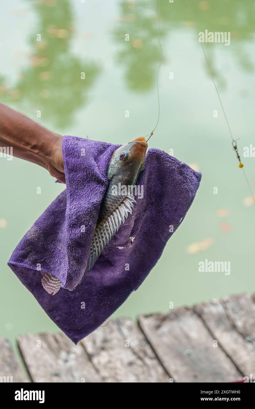 Angler hand holding Nile tilapia fish or Oreochromis nilotica fishing ...
